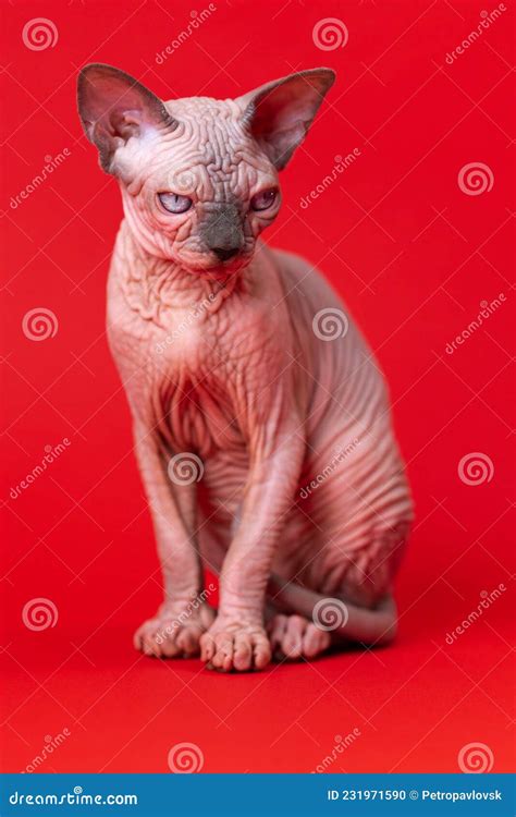 Red Sphynx Cat