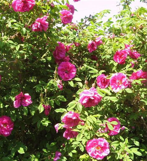 Роза собачья | Plants, Garden
