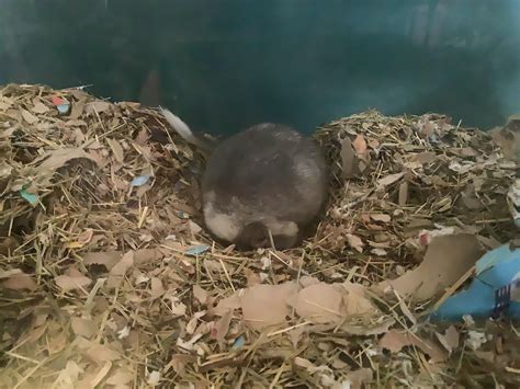 Sleeping Gerbil Ball Rgerbil