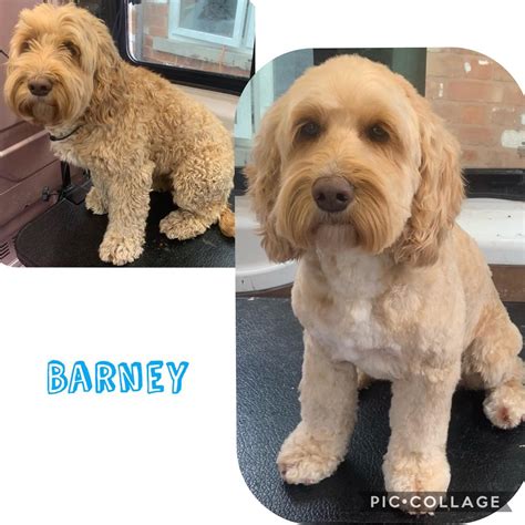💙 Barney The Cockapoo Wagging Wheels Mobile Dog Grooming Facebook