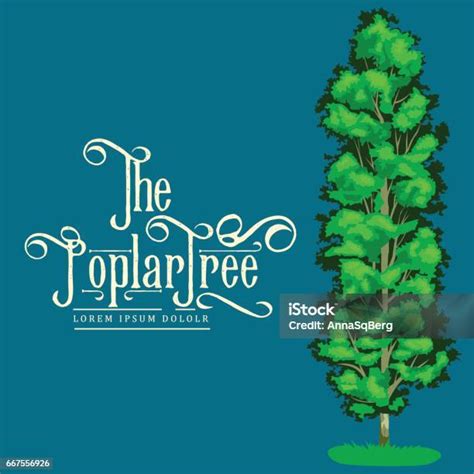 녹색 잔디 벡터 일러스트 레이 션에 흰색 배경 아이콘 분기와 야외 공원에 만화 격리 된 포 플 러 여름 나무 Leafs 0명에