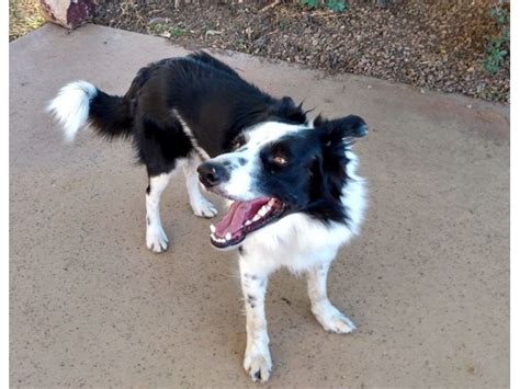 Arizona Border Collie Rescue Adopt Available Border Collies