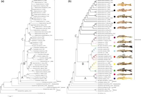 A Majority Rule Consensus Tree Obtained In Ml And Bi Analyses Download Scientific Diagram