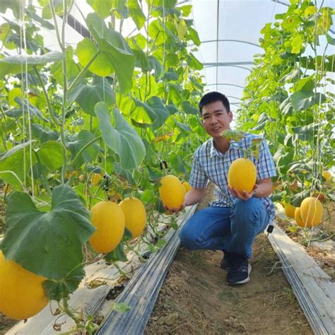 Hạt Giống Dưa Lưới Hami Vàng Ducthienseed