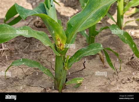 Corn Plant With Whorl Leaf Damage From Wind Blowing Dirt And Rain