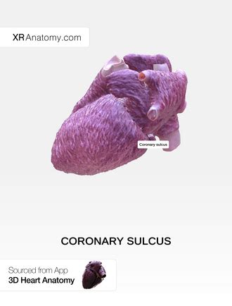Coronary Sulcus Wikipedia