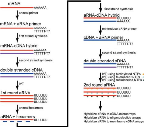 5 Arna Amplification Scheme An Oligo D T T7 Primer Is Hybridized To Download Scientific Diagram