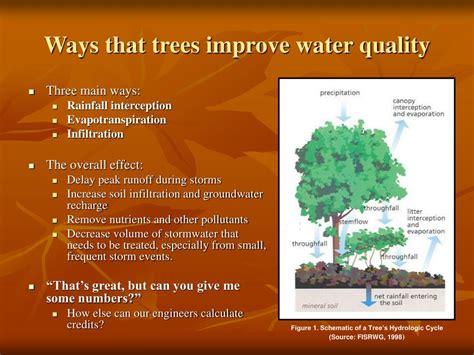 PPT Trees And Stormwater Management PowerPoint Presentation Free Download ID 234400