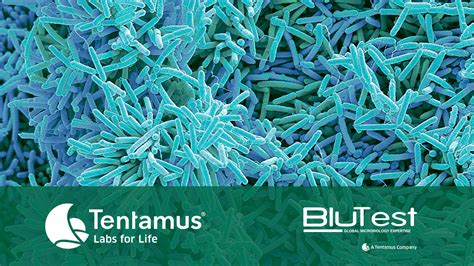 Biofilms In The Fight Against Antimicrobial Resistance Amr