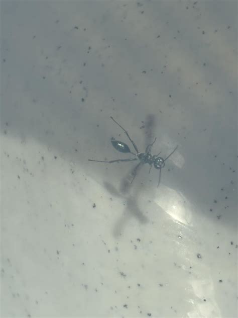 What Kind Of Bug Is This R Hawaii