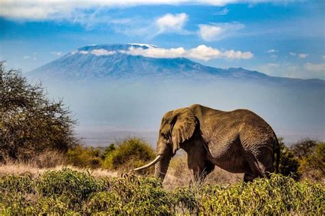Chogoria Route Mount Kenya Kenya Safari Tours Blog