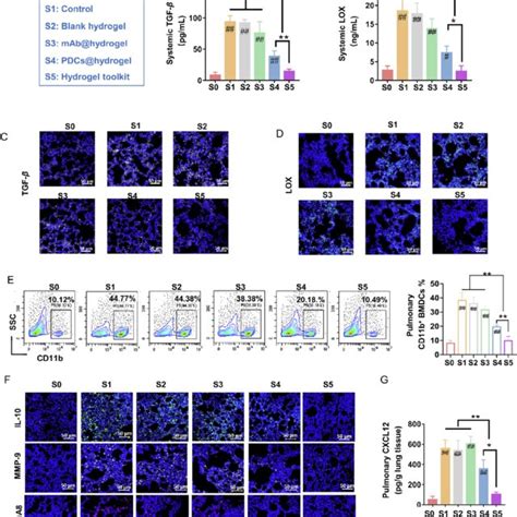 A Tgf B And B Lox Level In Serum C Pulmonary Tgf B And D Lox Download Scientific