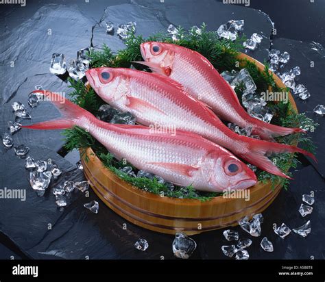 Ruby Snapper Fish Hi Res Stock Photography And Images Alamy