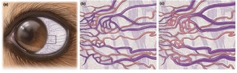 Illustration Of The Dog Episcleral Vasculature A Including A