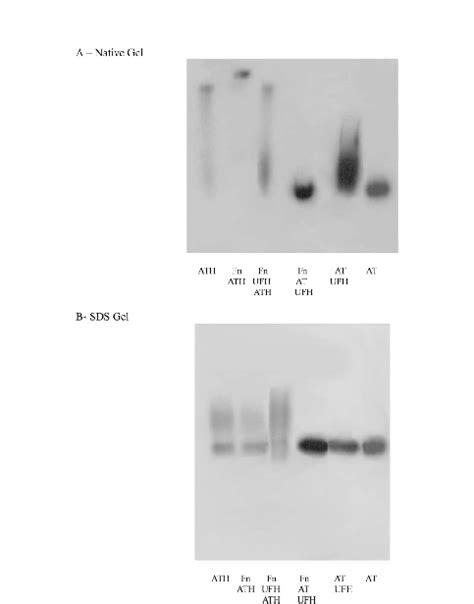 Comparison Of Fibrin Fn Binding To Covalent Antithrombin Heparin Download Scientific Diagram