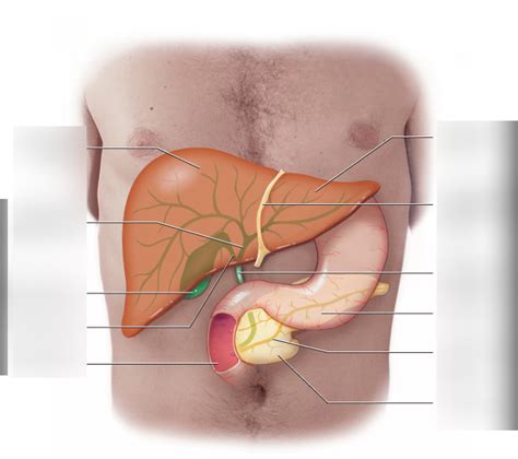 Biliary Tree Diagram Labeled