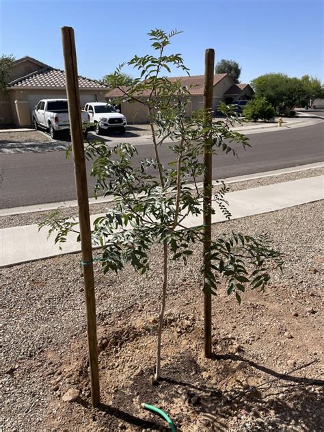 Red Push Pistache Tree Razlandscaping