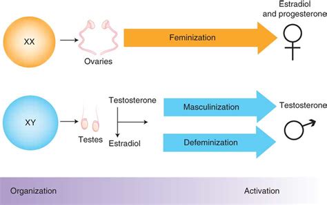 Twentieth Century Linear View Of Sexual Differentiationfor The Past 50