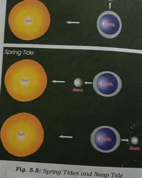 Draw A Diagram Of Spring Tides And Neap Tide
