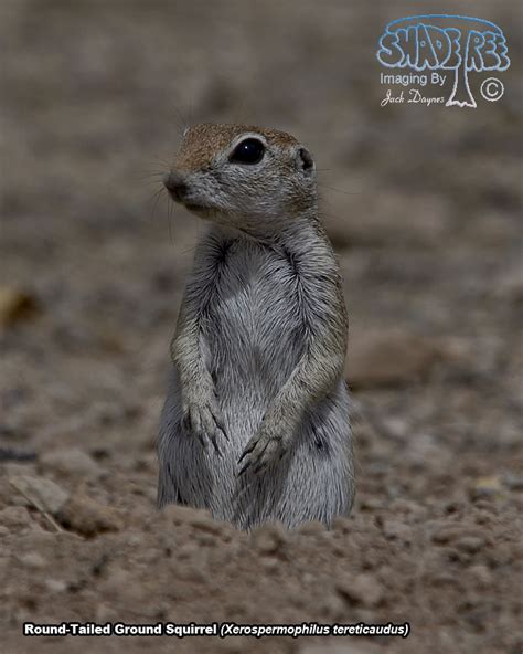 Round Tailed Ground Squirrel