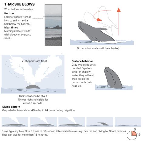 Gray Whales Migration Pattern
