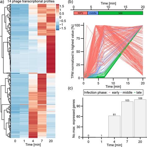 Expression And Classification Of T4 Phage Genes During Infection Of E