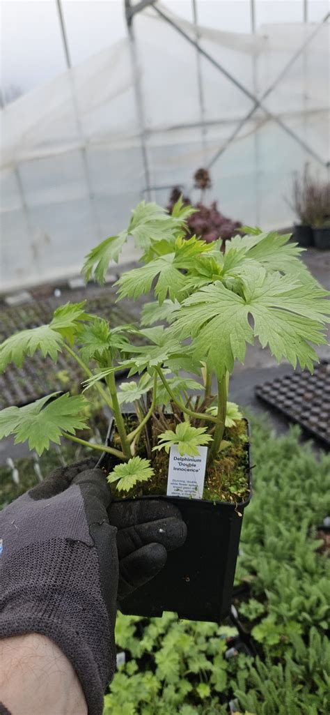 Delphinium ‘double Innocence New Millenium Series Proctors Nursery