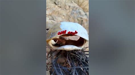 خونه پرنده توی لاک لاک پشت چه زیبا در دل طبیعت آنلاین طبیعت ترند