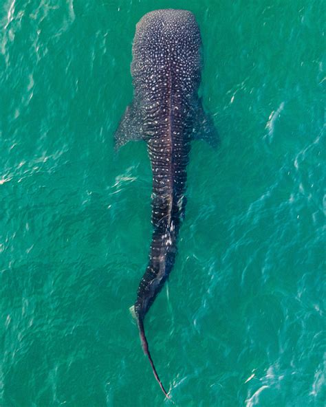 Whale Shark