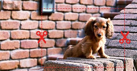15 Easy Tips For Cropping Photos Like A Pro