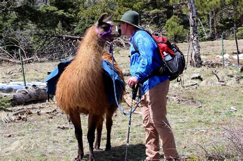 Llama Trekking By Lookin Up Outfitters All You Should Know Before