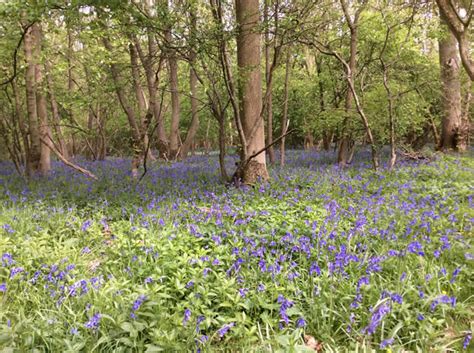 Why People Love Trees Wellbeing With Nature