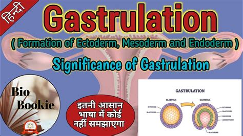 Gastrulation Formation Of Germ Layers Ectoderm Mesoderm And Endoderm Morphogenetic