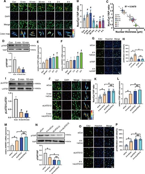 Yap Involved In Fss Induced Proliferation In Pdl Cells A Pdl Cells