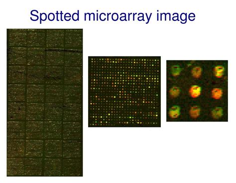 Ppt The Transcriptome Powerpoint Presentation Free Download Id3738713
