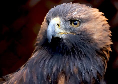 Six Eagles - A Short Story - SteveAuthier.com
