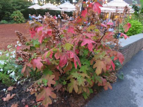 Oakleaf Hydrangea Snow Queen Buy Hydrangea Quercifolia Snow Queen
