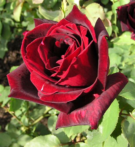 Rosa Papa Meilland Wikipedia