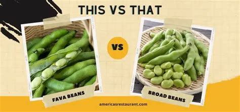 Fava Beans Vs Broad Beans Which Is A Better Option 2026