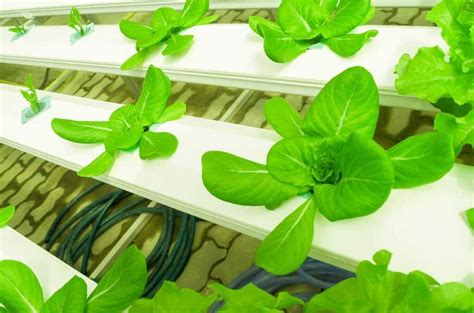 Diy Organic Hydroponic Nutrients The Best Recipe For Growers