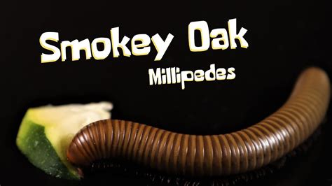 Bring Home A Smokey Oak Millipede Your Complete Care Guide