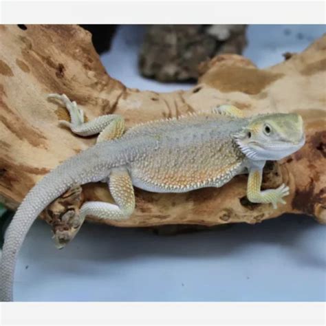 Witblit Bearded Dragon For Sale Reptiles Heaven