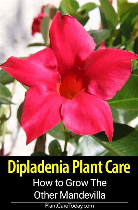 Dipladenia Plant Care Tips On How To Grow Dipladenia Mandevilla