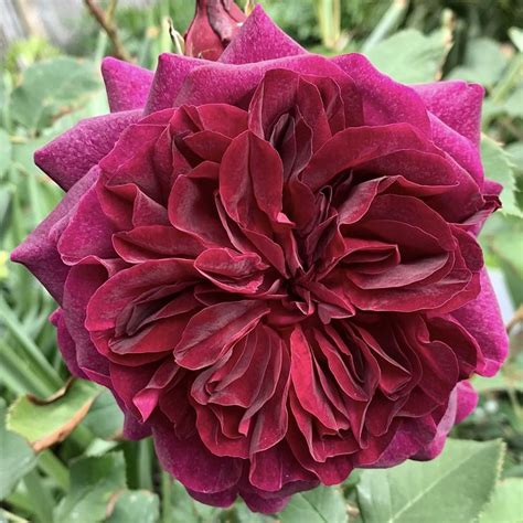 Patsy Cline Rose Garden