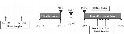 Experimental Protocol For Synchronization Of Beef Heifers Randomly Download Scientific Diagram