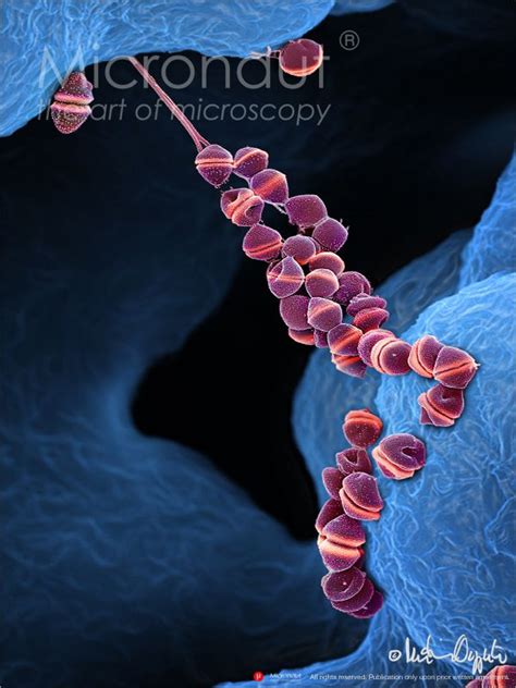 Microscopy Microbes Scanning Electron Micrograph