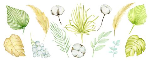 마른 야자수 잎과 팜파 잔디와 수채화 열대 세트 흰색 배경에 고립 된 손으로 그린 이국적인 잎 디자인 인쇄 직물 또는 배경에 대한 플로럴 일러스트레이션 0명에 대한 스톡