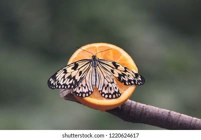 Tree Nymph Butterfly Stock Photo 1220624617 Shutterstock