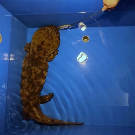 Japanese Giant Salamander Bite Japanese Giant Salamander Wikipedia