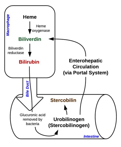 Bilirubin Wikipédia